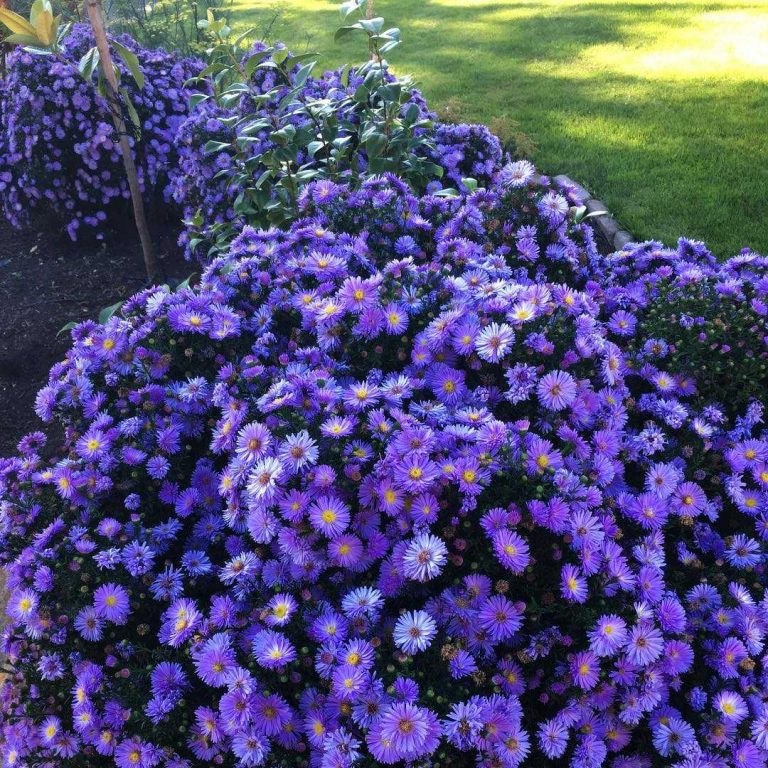 Aster flower meaning • Discover the true meanings of this beautiful flower