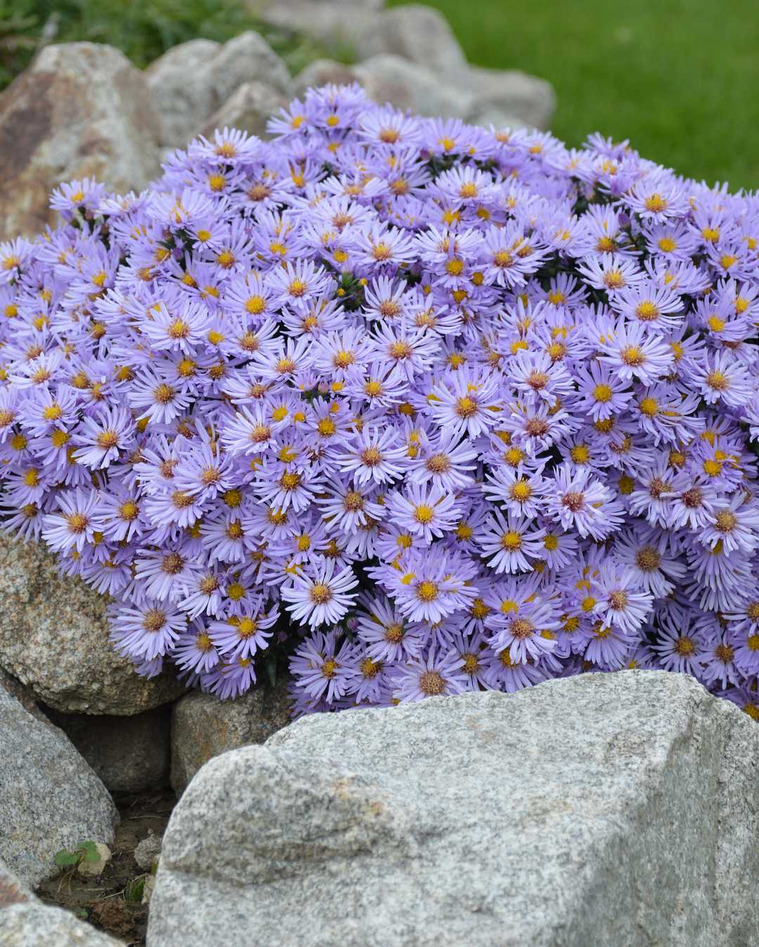Aster flower meaning • Discover the true meanings of this beautiful flower