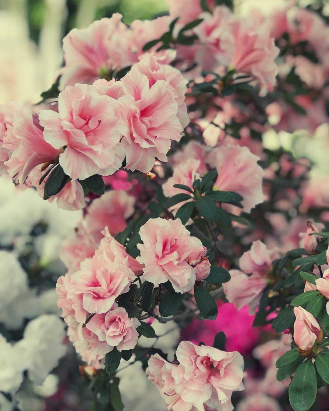 Azalea meaning: find out the origin and the meanings of this flower
