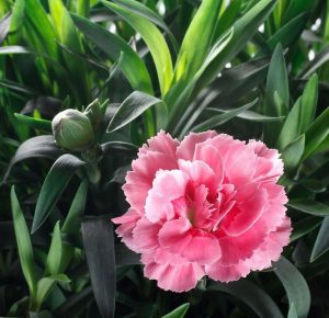 Carnation meaning. Discover the true origins and symbolism of this flower