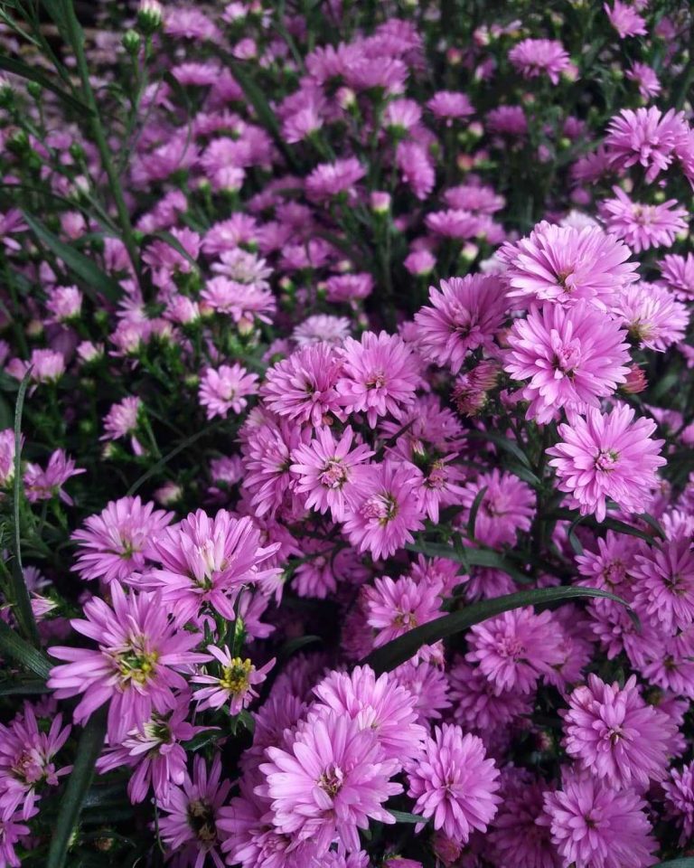 Aster flower meaning • Discover the true meanings of this beautiful flower