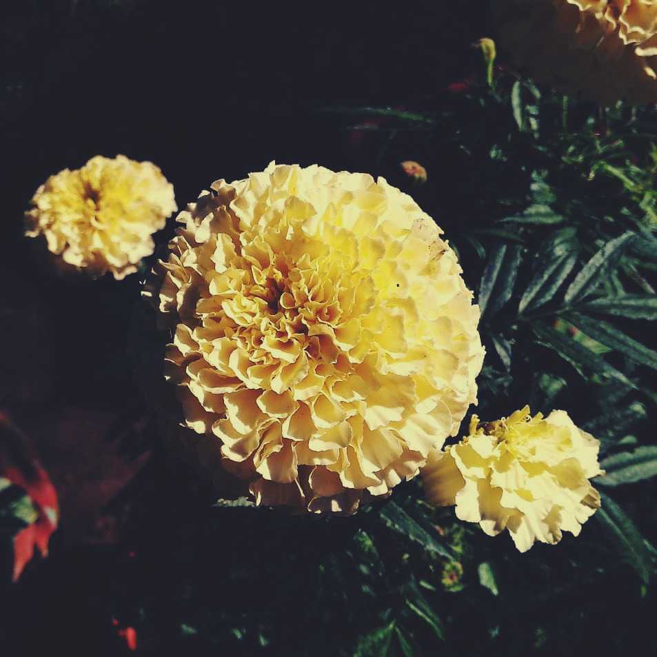 Cempasuchil Flower Meaning | Best Flower Site