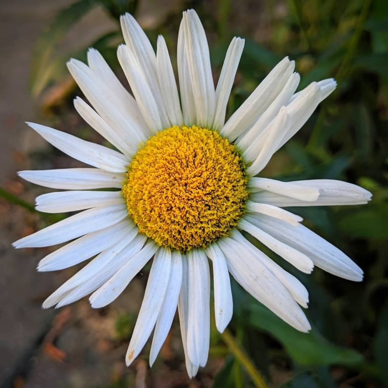 Daisy flower meaning • Origins • Symbolism and other interesting facts