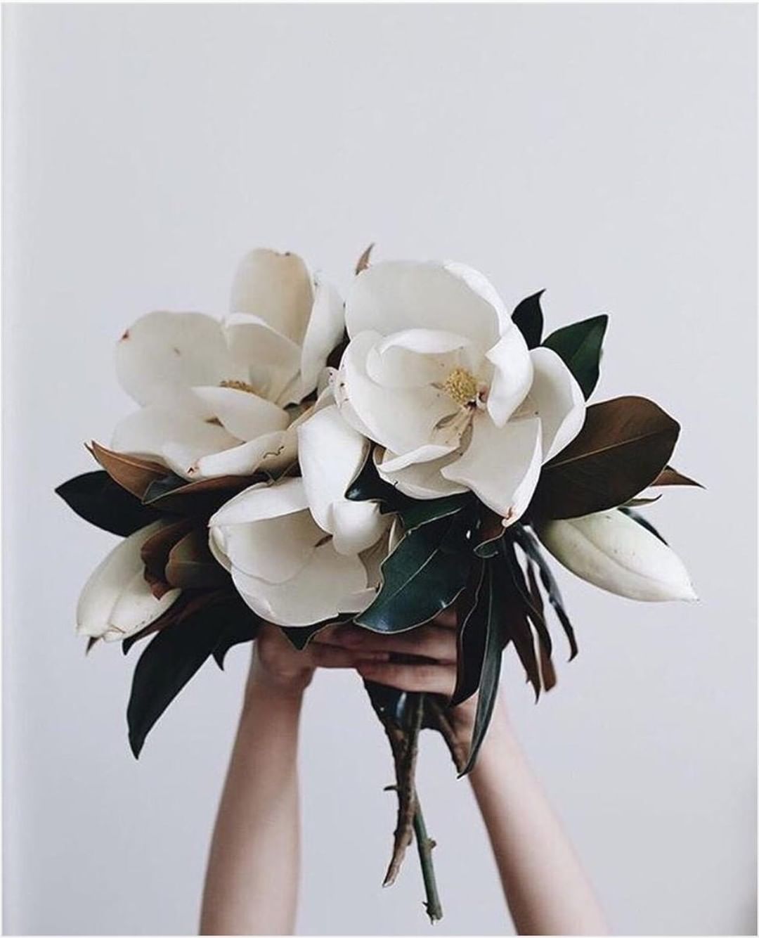 Magnolia Flower Meaning • Discover the most interesting facts about it
