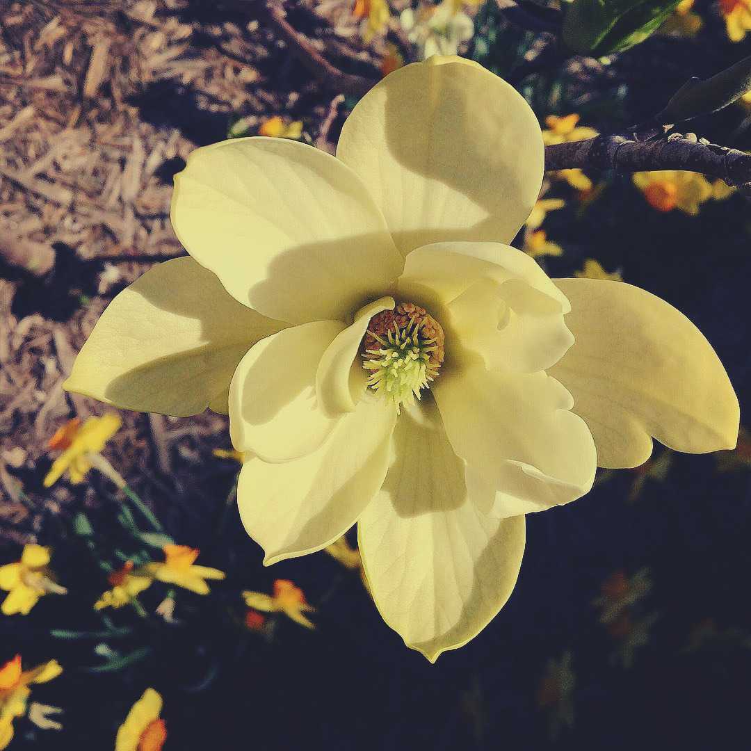 Magnolia Flower Meaning • Discover the most interesting facts about it