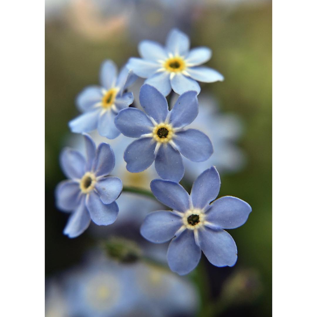 Forget Me Not Flower Meaning Origins And Other Interesting Facts