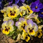 Pansy meaning. Ever wondered what this flower symbolizes? Let's find out