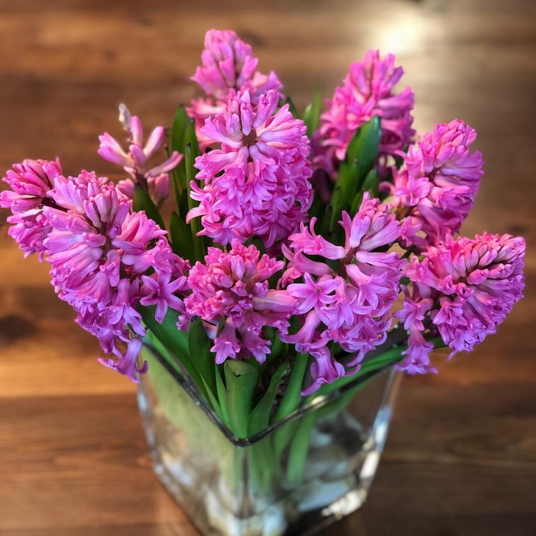 Hyacinth meaning and history. Learn more about this beautiful flower
